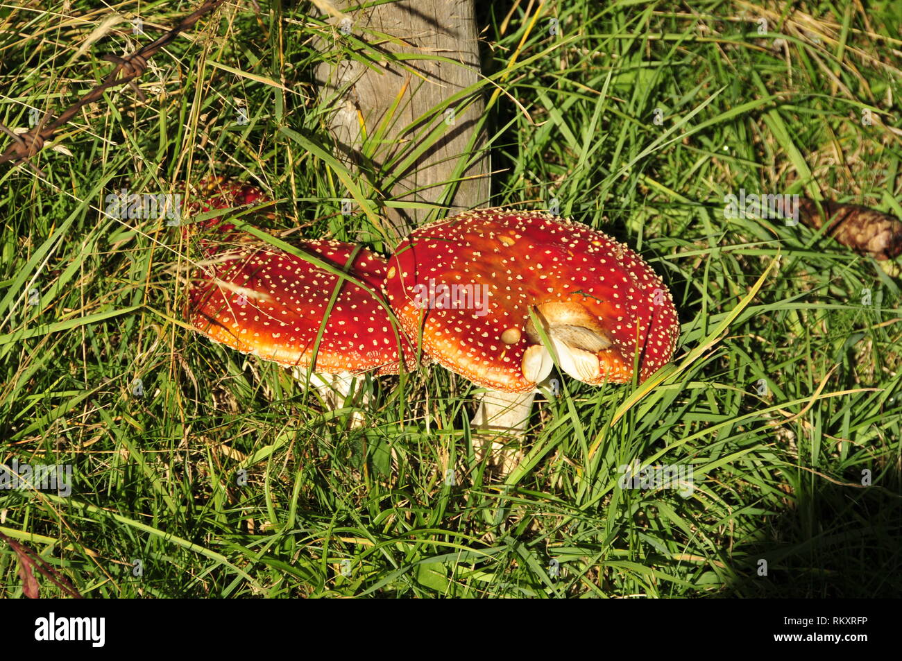 fly agaric pitted in the grass Stock Photo - Alamy