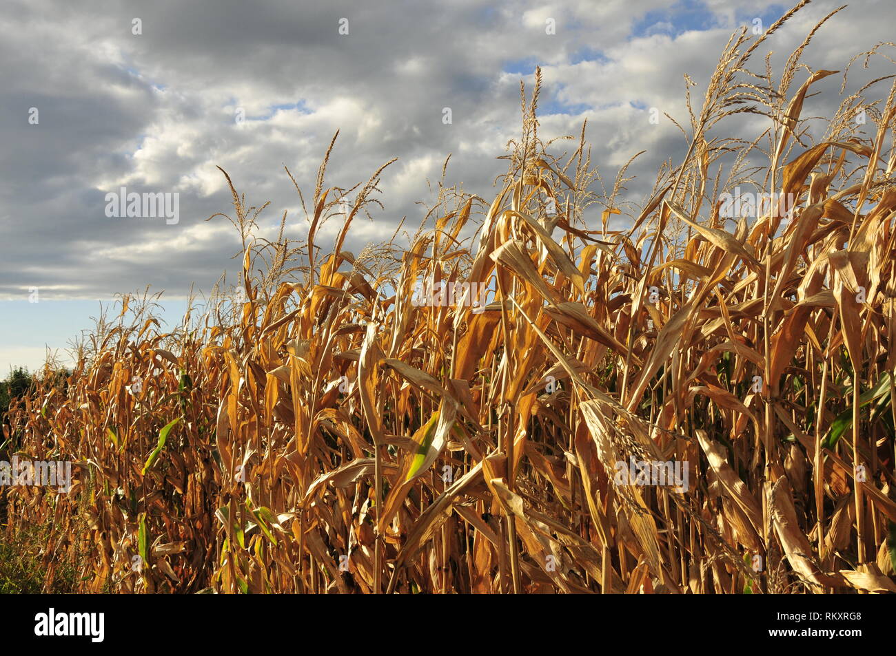withered maize field before cloudy sky Stock Photo - Alamy