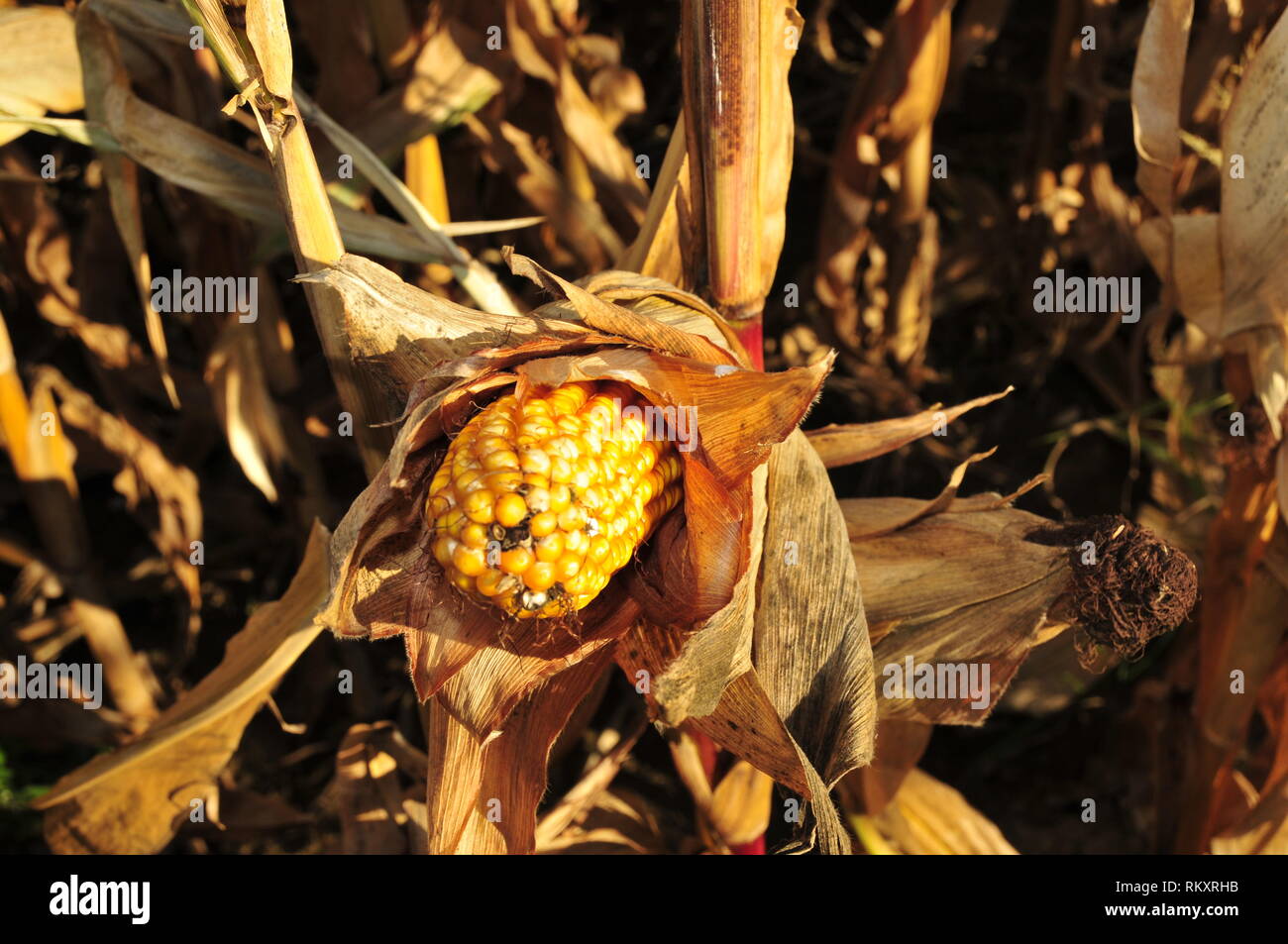 golden yellow corn on the cob with withered corn plant Stock Photo - Alamy