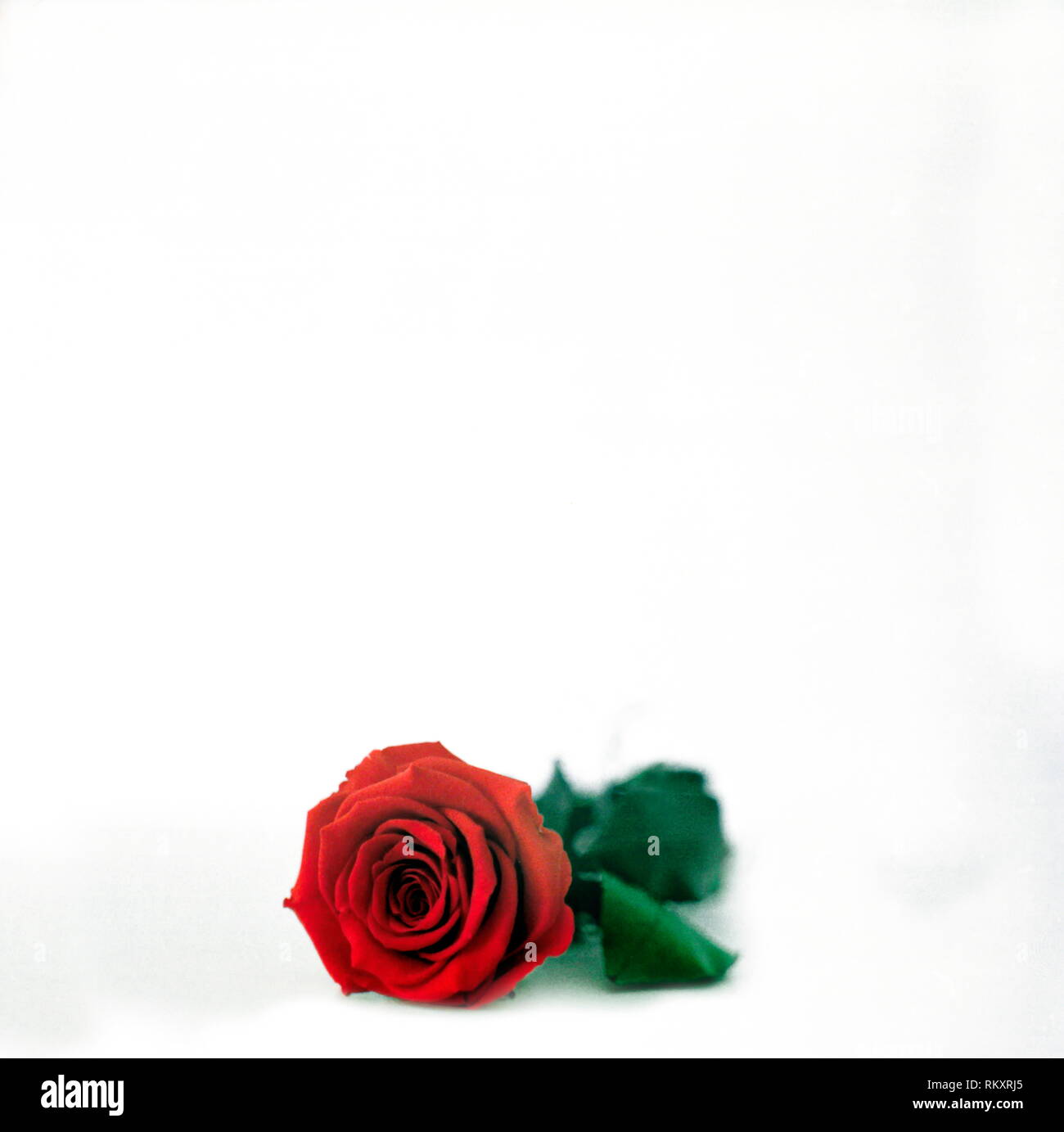 Single red rose stem hi-res stock photography and images - Alamy