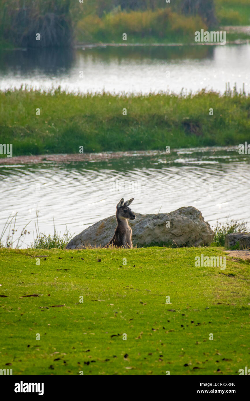 Hidden kangaroo hi-res stock photography and images - Alamy