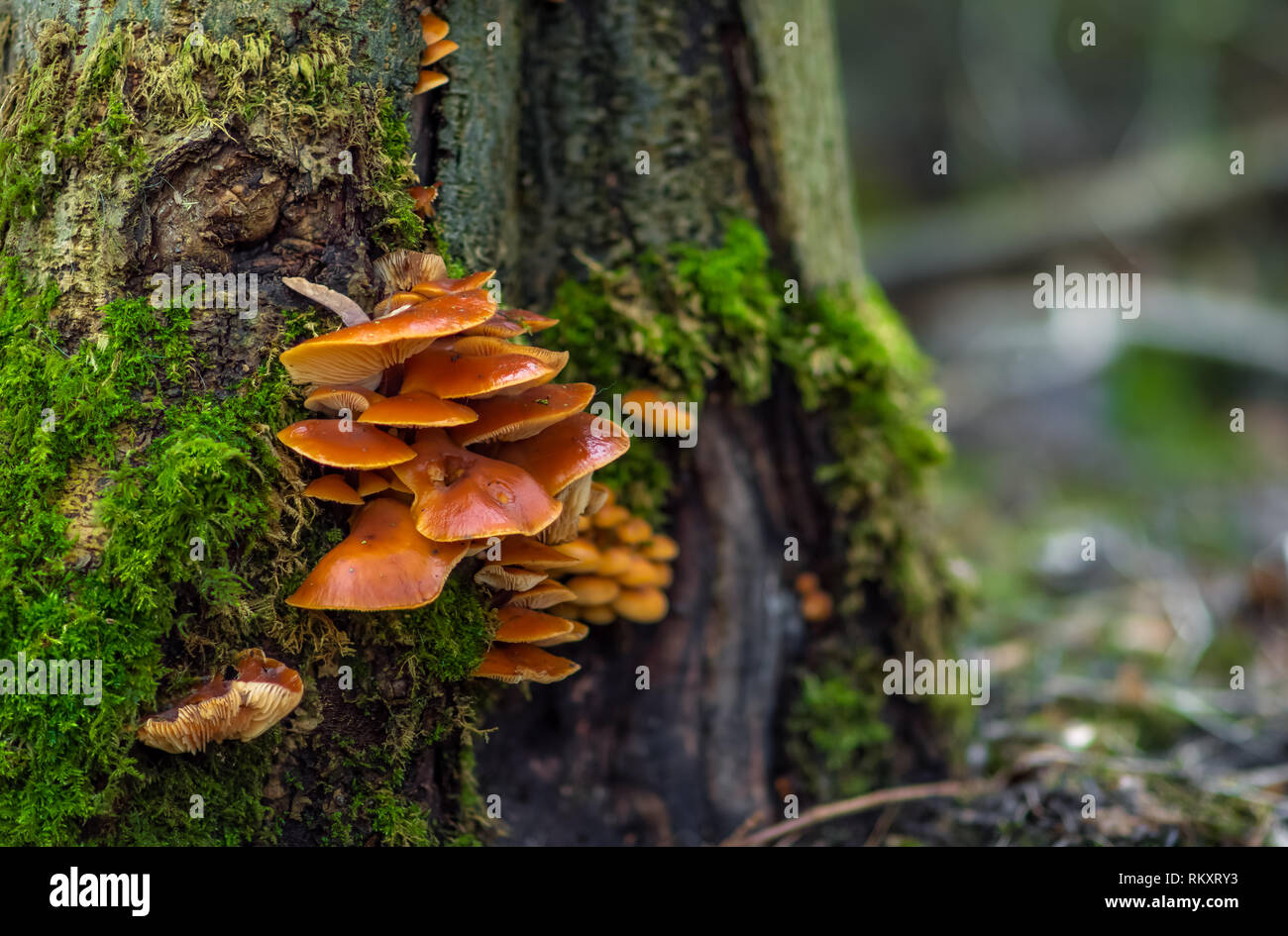 spring in the woods with mushrooms on the trees Stock Photo - Alamy