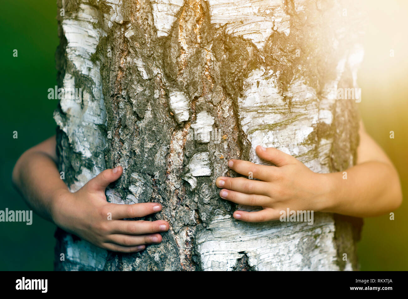 Close-up detail of isolated growing big strong tree trunk embraced from ...