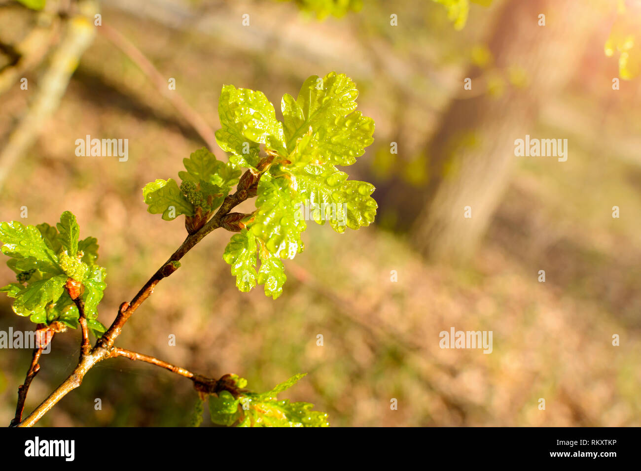 The beautiful spring oak tree branch with rain drops, background Stock ...