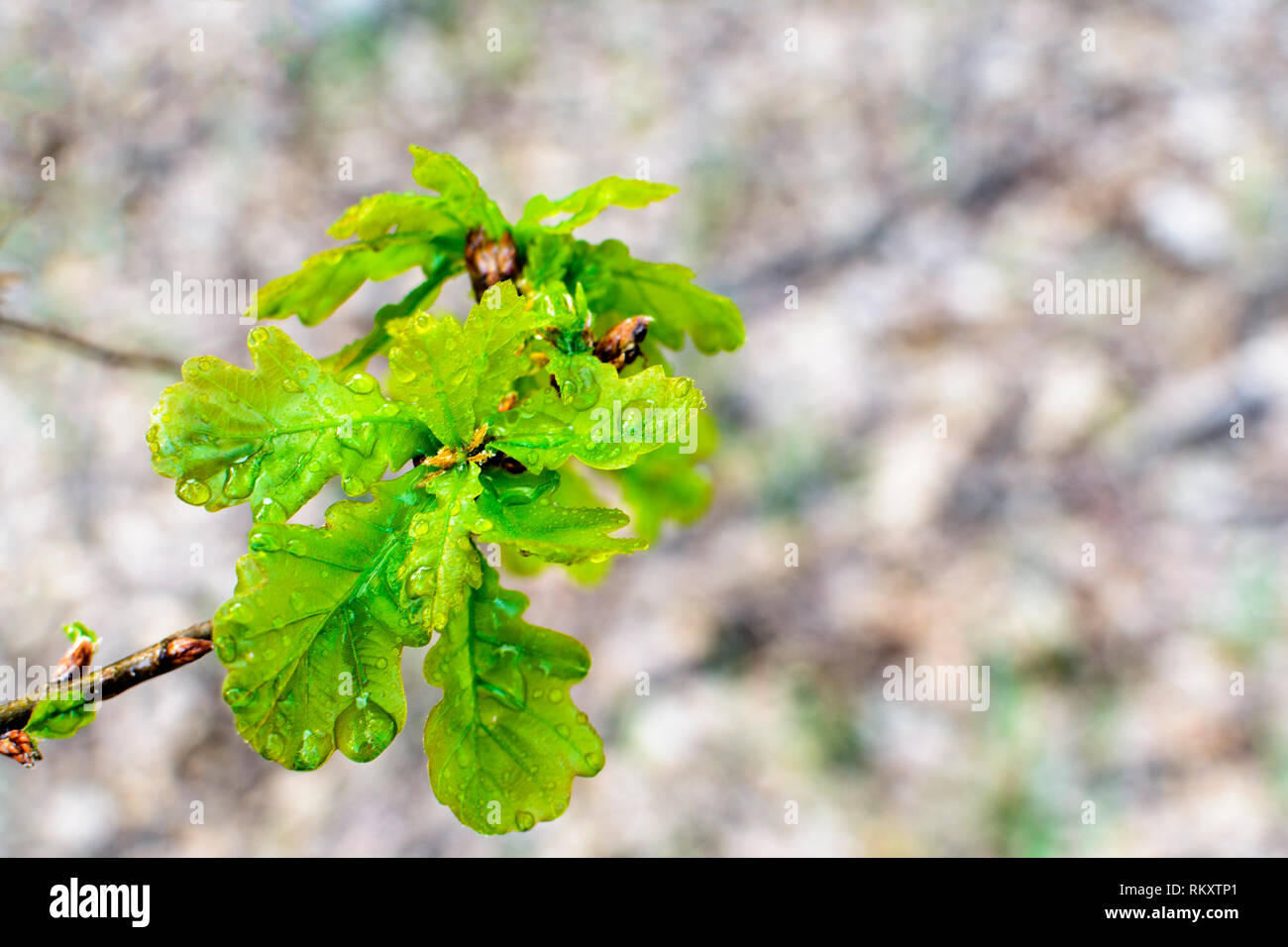The beautiful spring oak tree branch with rain drops, background Stock ...