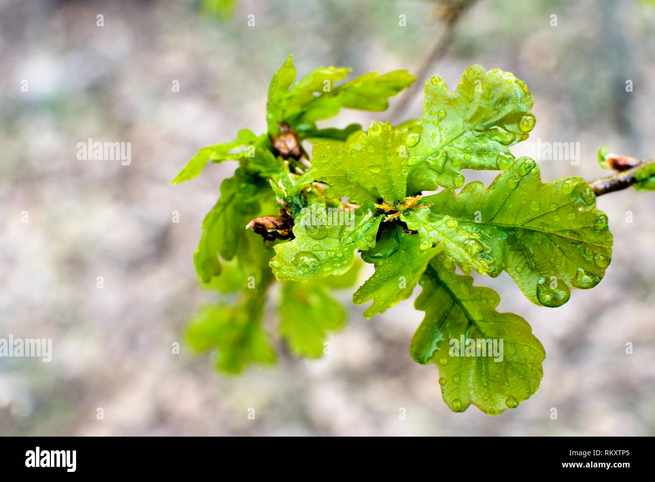 The beautiful spring oak tree branch with rain drops, background Stock ...