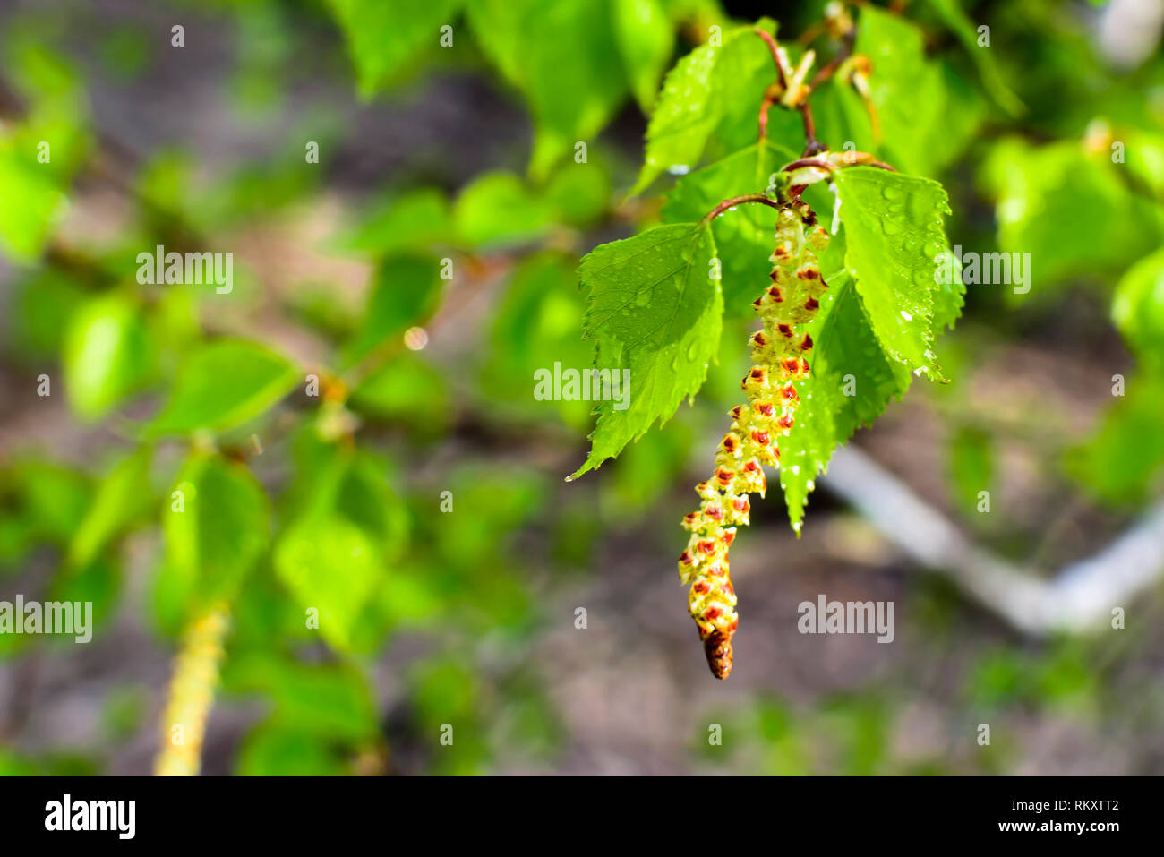 The beautiful spring Birch tree branch with rain drops, blurred ...