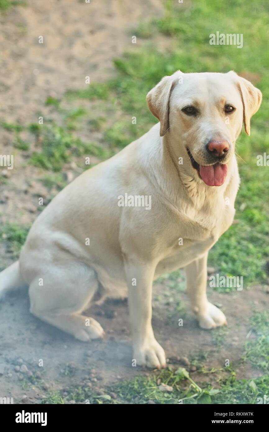 Can You Train A Lab To Be A Guard Dog