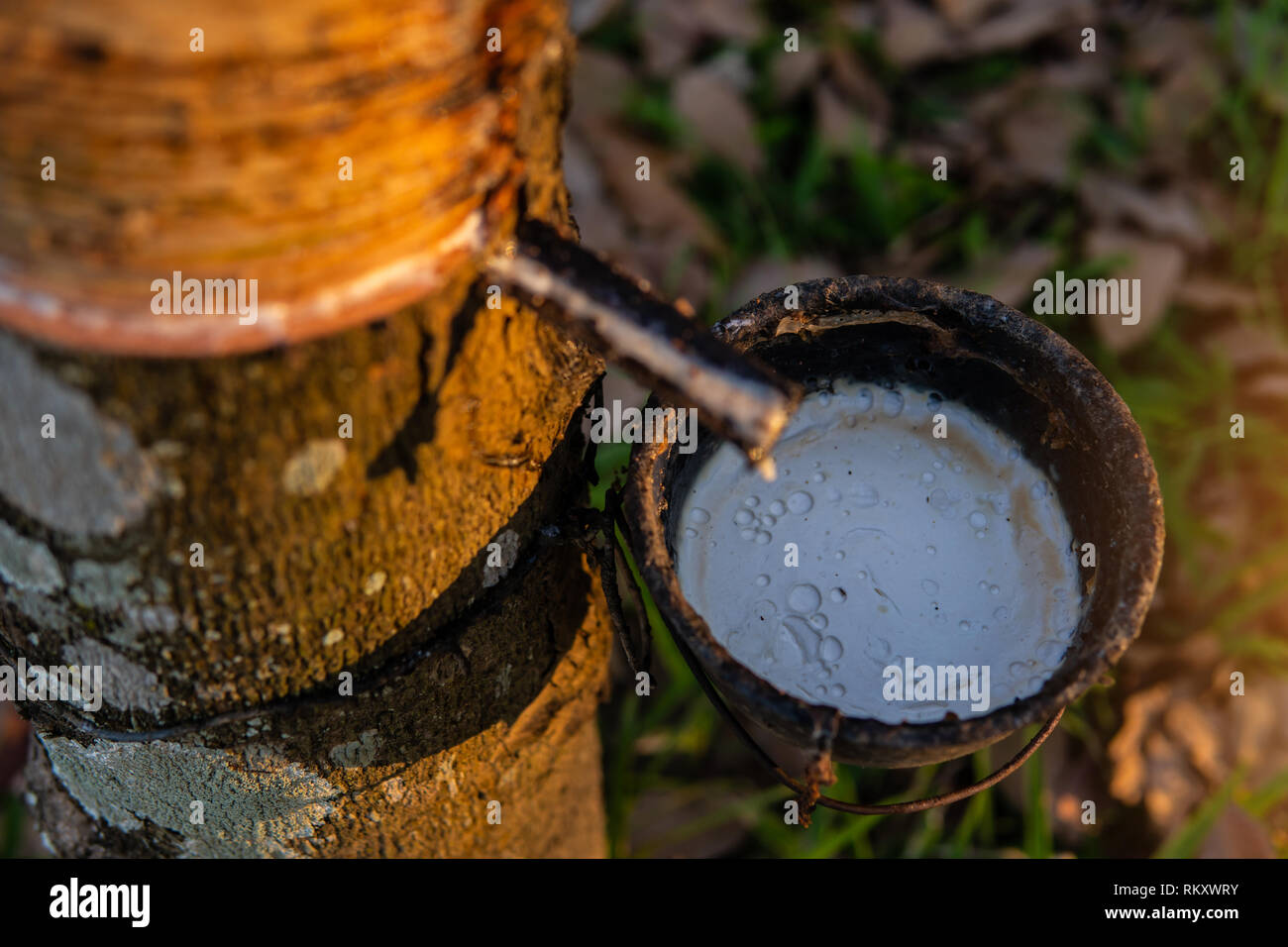 Gardener tapping latex rubber tree. Rubber Latex extracted from rubber ...