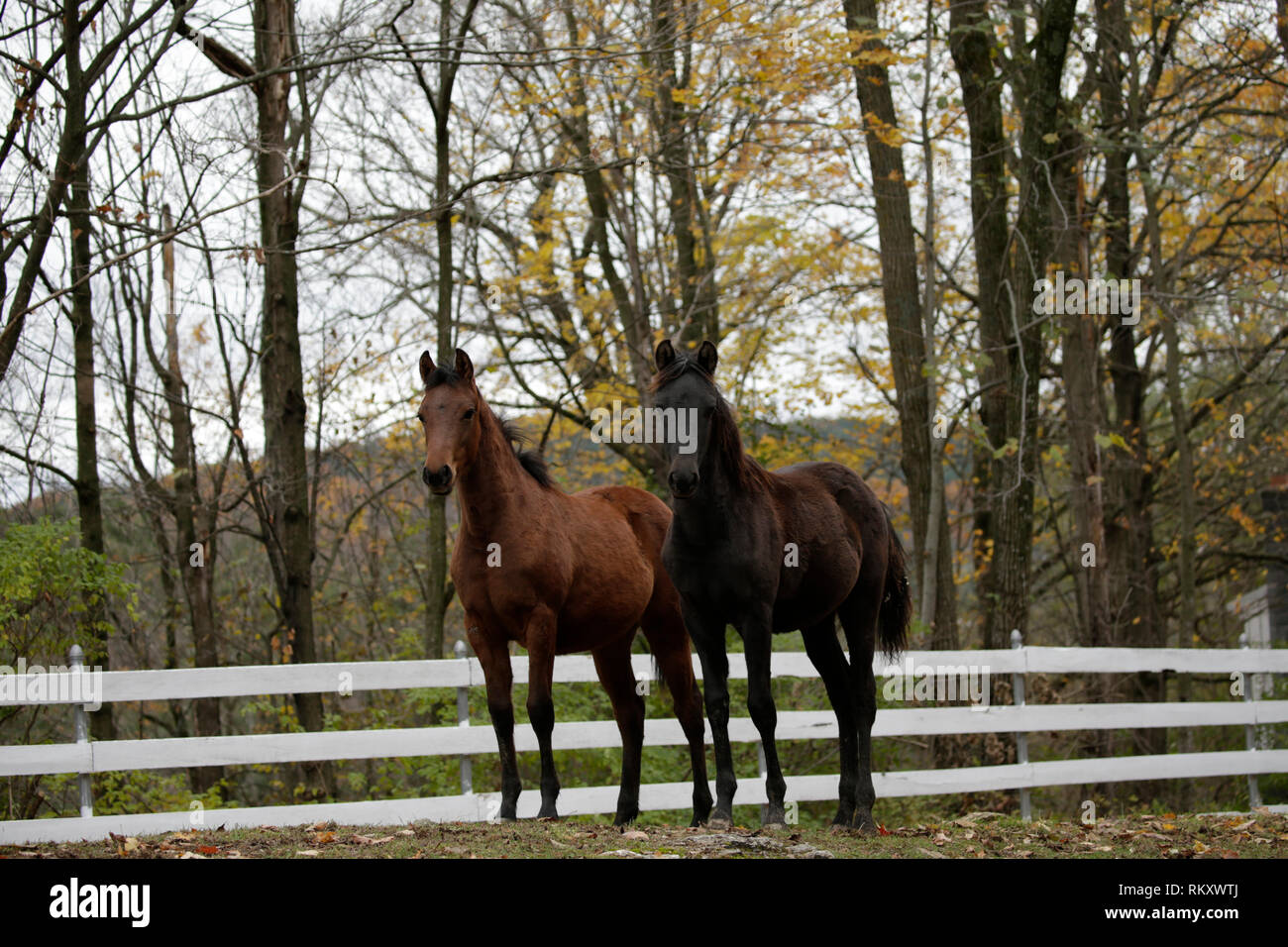 UVM Morgan horses Vermont USA United States Stock Photo - Alamy