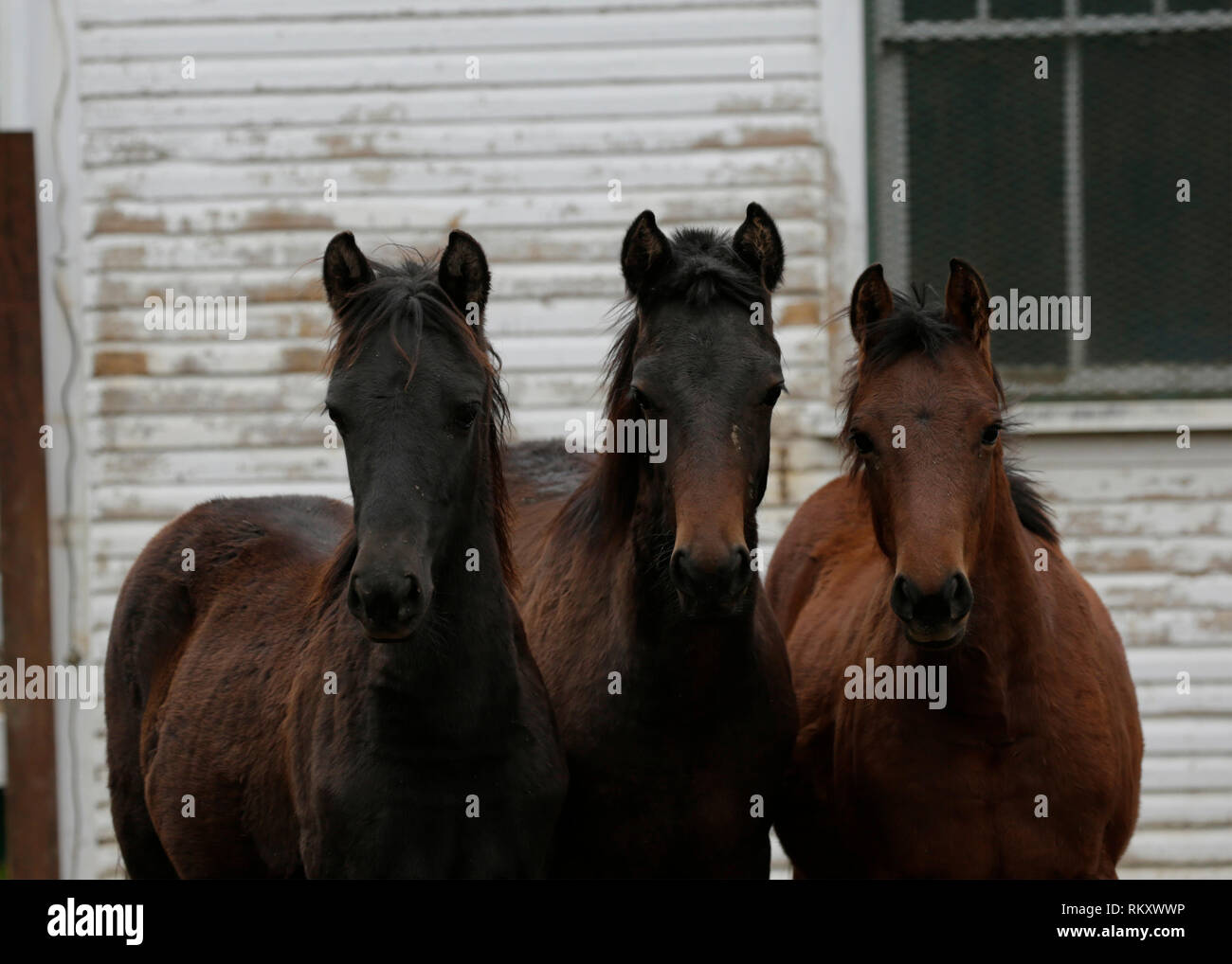 Morgan Horse Vermont High Resolution Stock Photography and Images - Alamy
