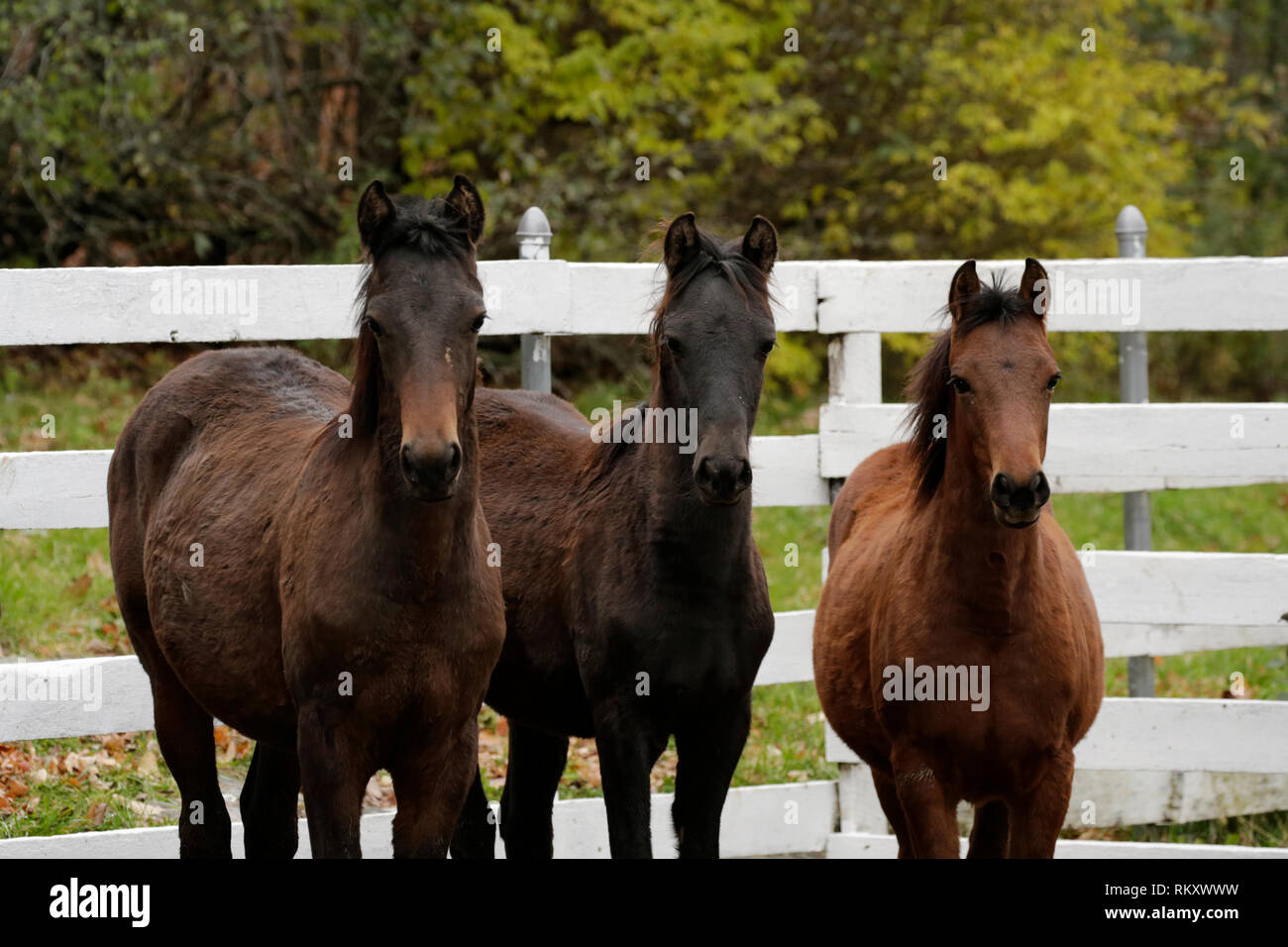 Morgan Horse Vermont High Resolution Stock Photography and Images - Alamy