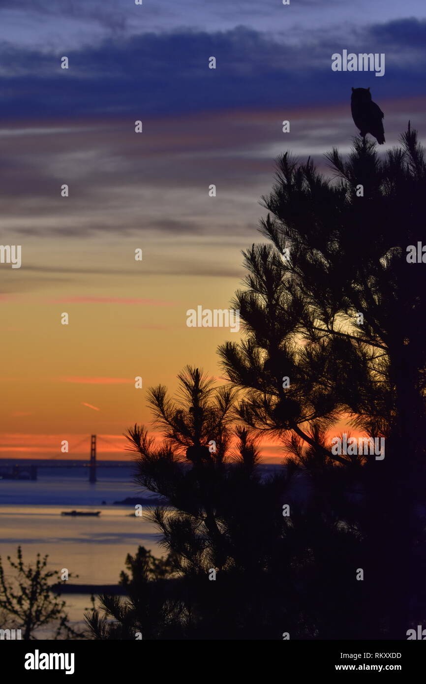A Great Horned Owl looks down on the Golden Gate Bridge from a Pine ...