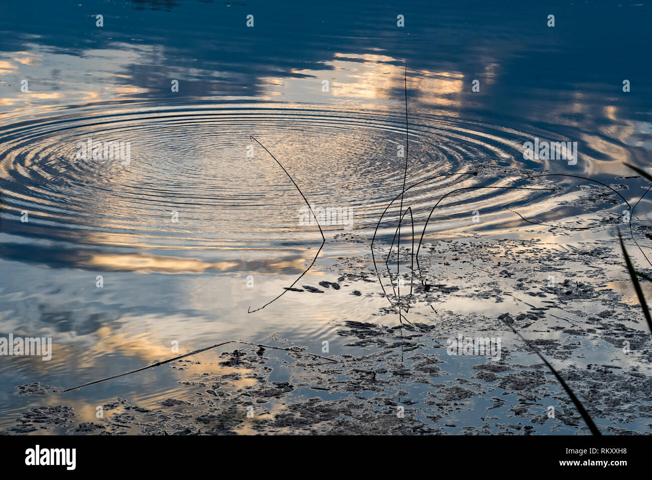 Ripples in circular shape in the water of an artificial lake in ...