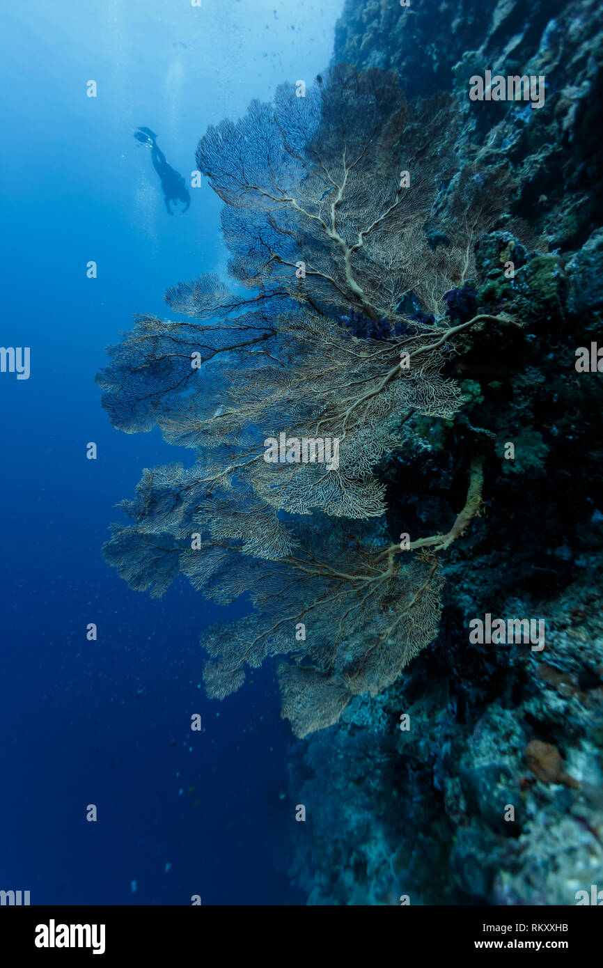 closeup of a sea fan branching off the side of a coral outcrop Stock ...