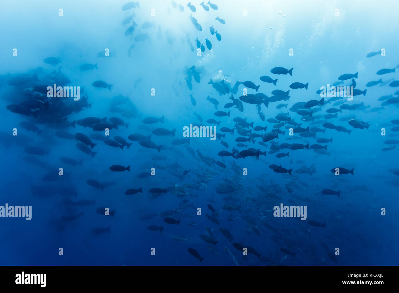 Snapper Fish In Water