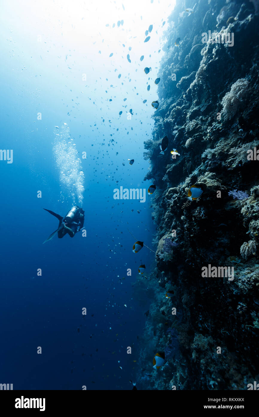 Diver swims along the side of a tall coral reef Stock Photo - Alamy