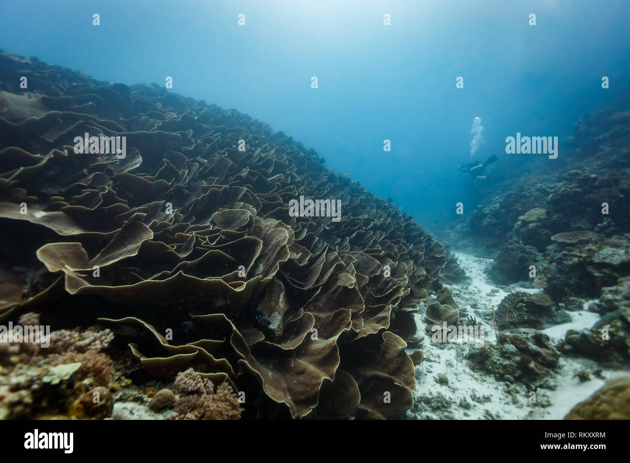 Old coral reef formation hi-res stock photography and images - Alamy