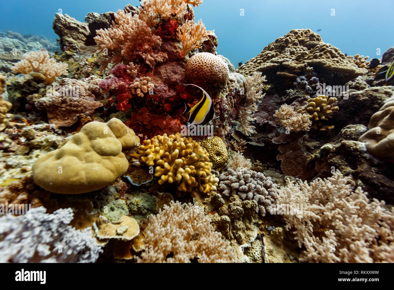 Black coral angel fish hi-res stock photography and images - Alamy