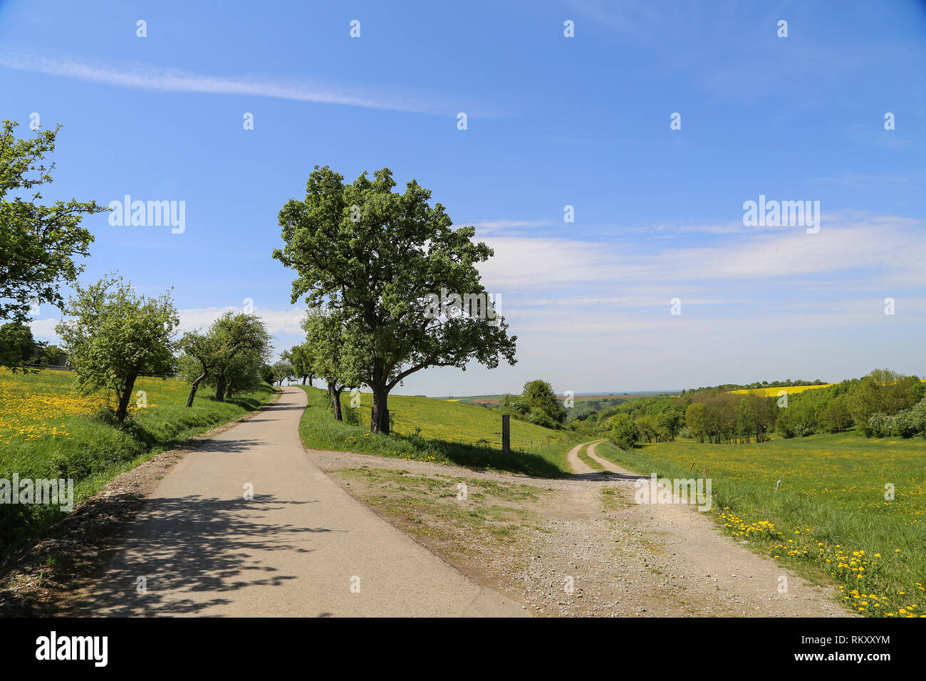 Green tree stands at a fork in the road Stock Photo - Alamy