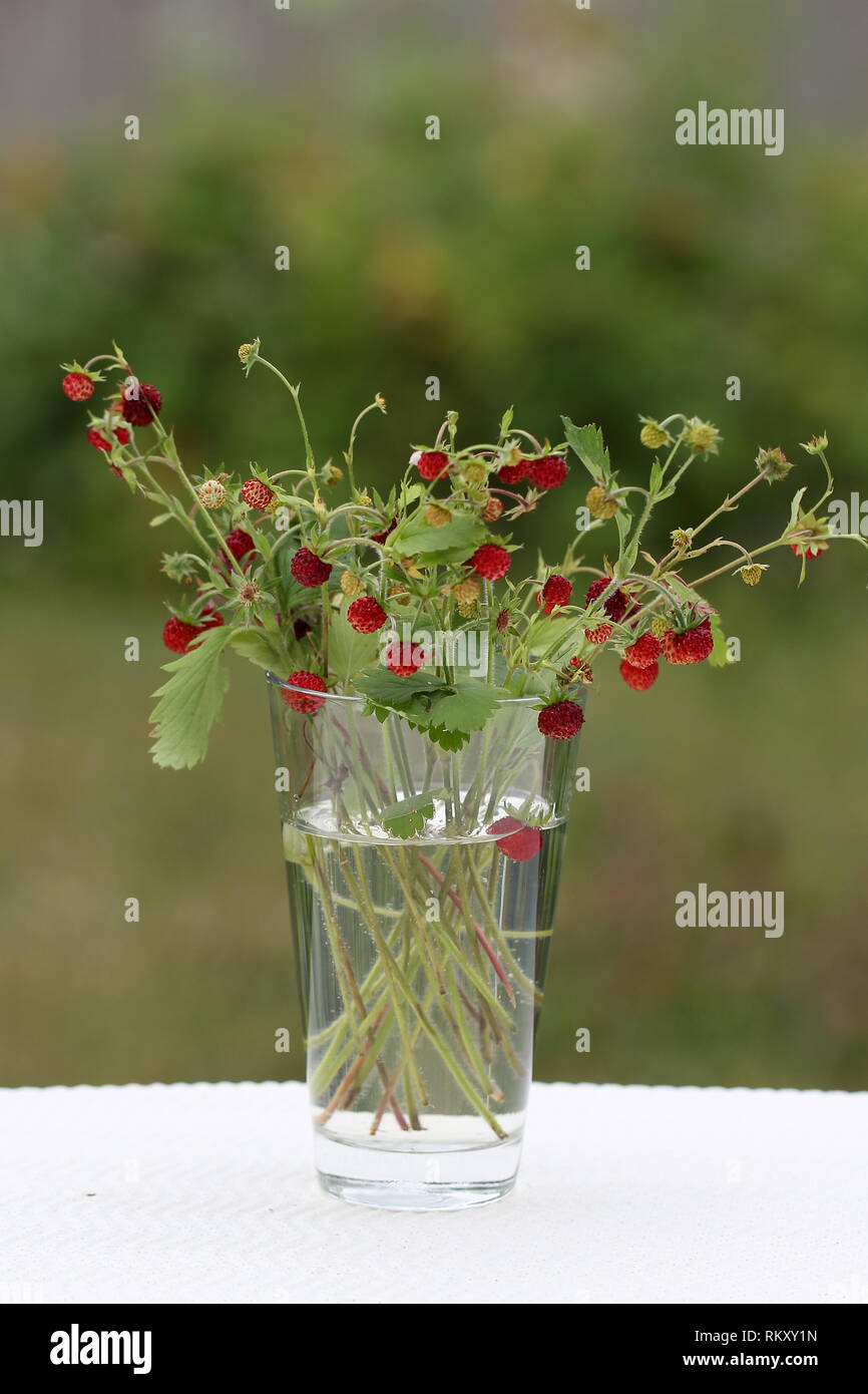 Strawberry / Delicious fresh red berry Stock Photo - Alamy