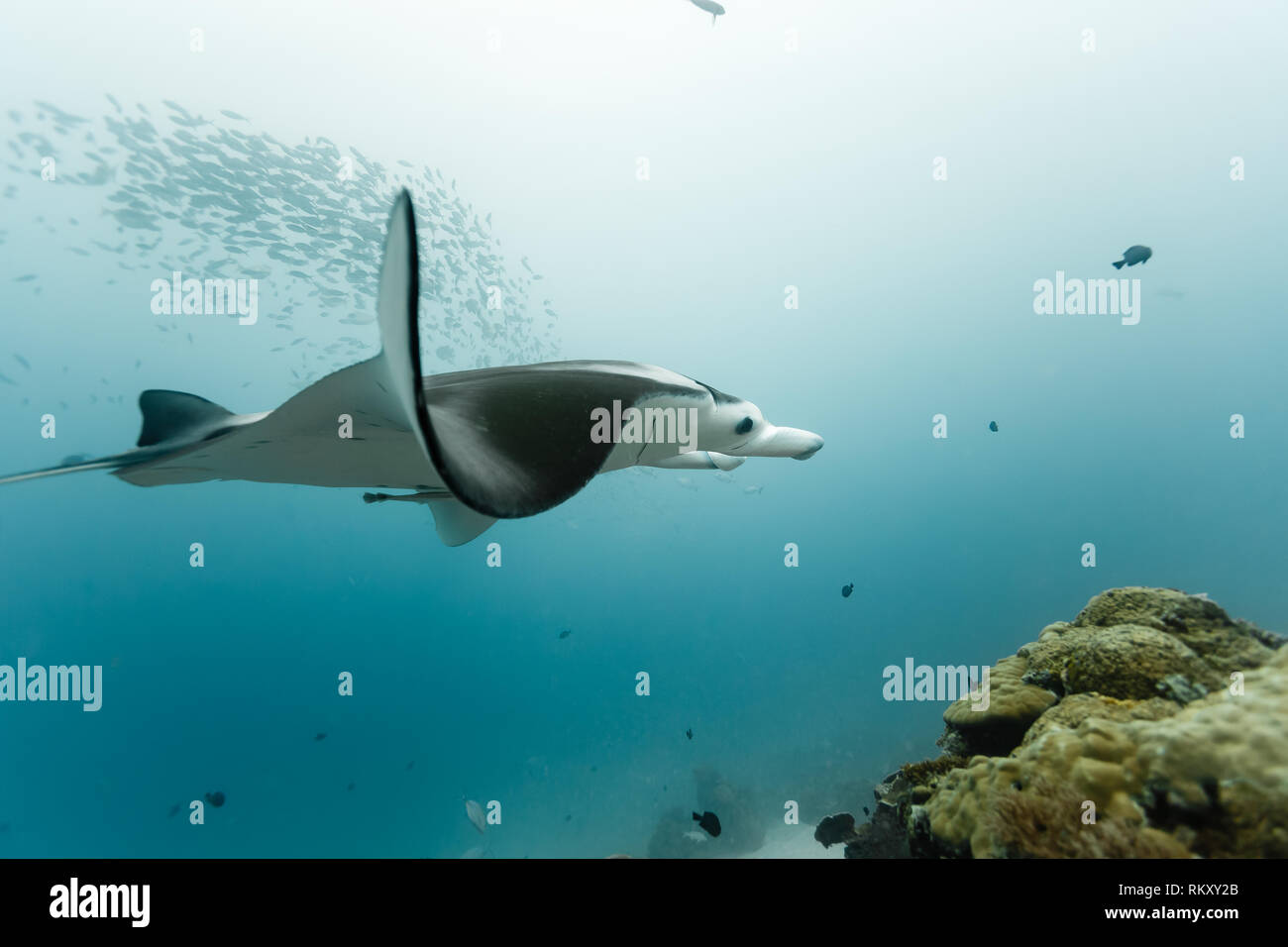 Manta ray, Mobula alfredi, flaps its wings to fly across coral reef ...