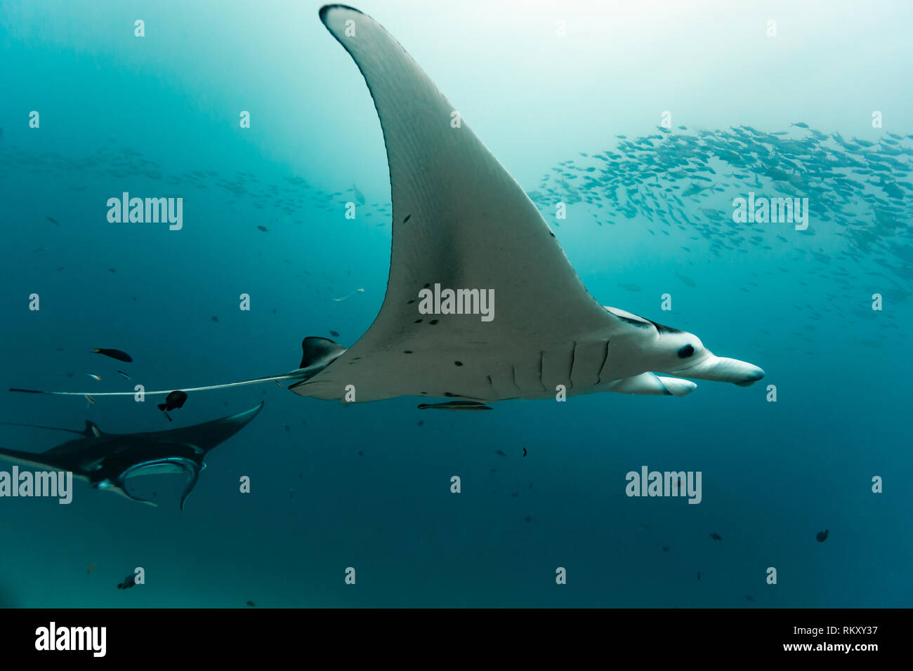 Manta ray, Mobula alfredi, spreads its wings to fly through blue waters ...