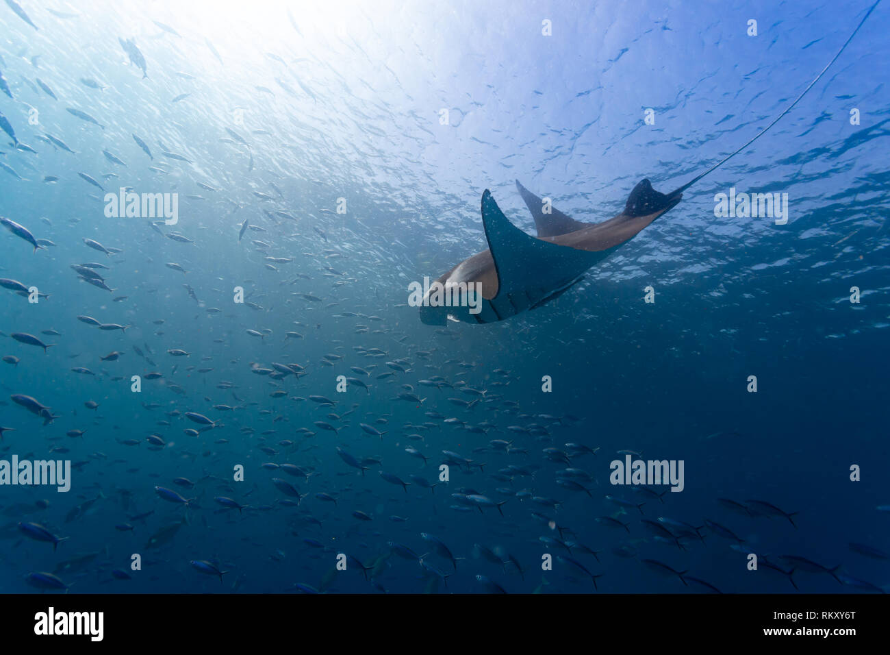 Manta ray group hi-res stock photography and images - Alamy