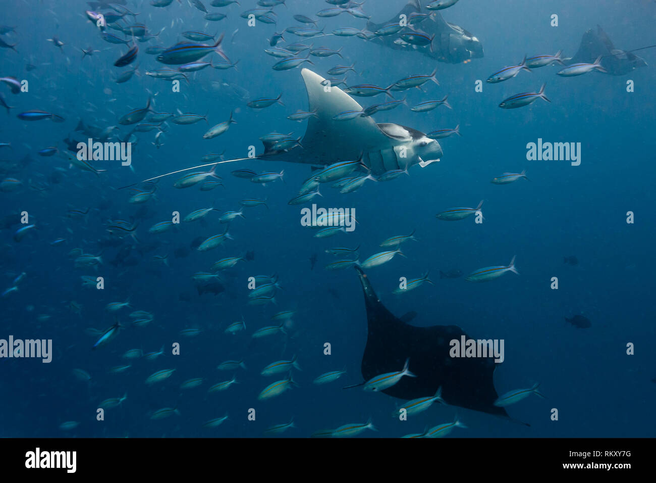 Large silver fish hi-res stock photography and images - Alamy