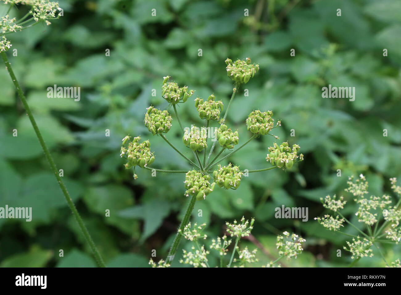 flowers and flower buds of wild carrot Stock Photo - Alamy