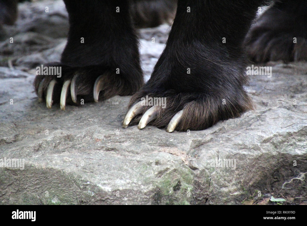 Beine brown hi-res stock photography and images - Alamy