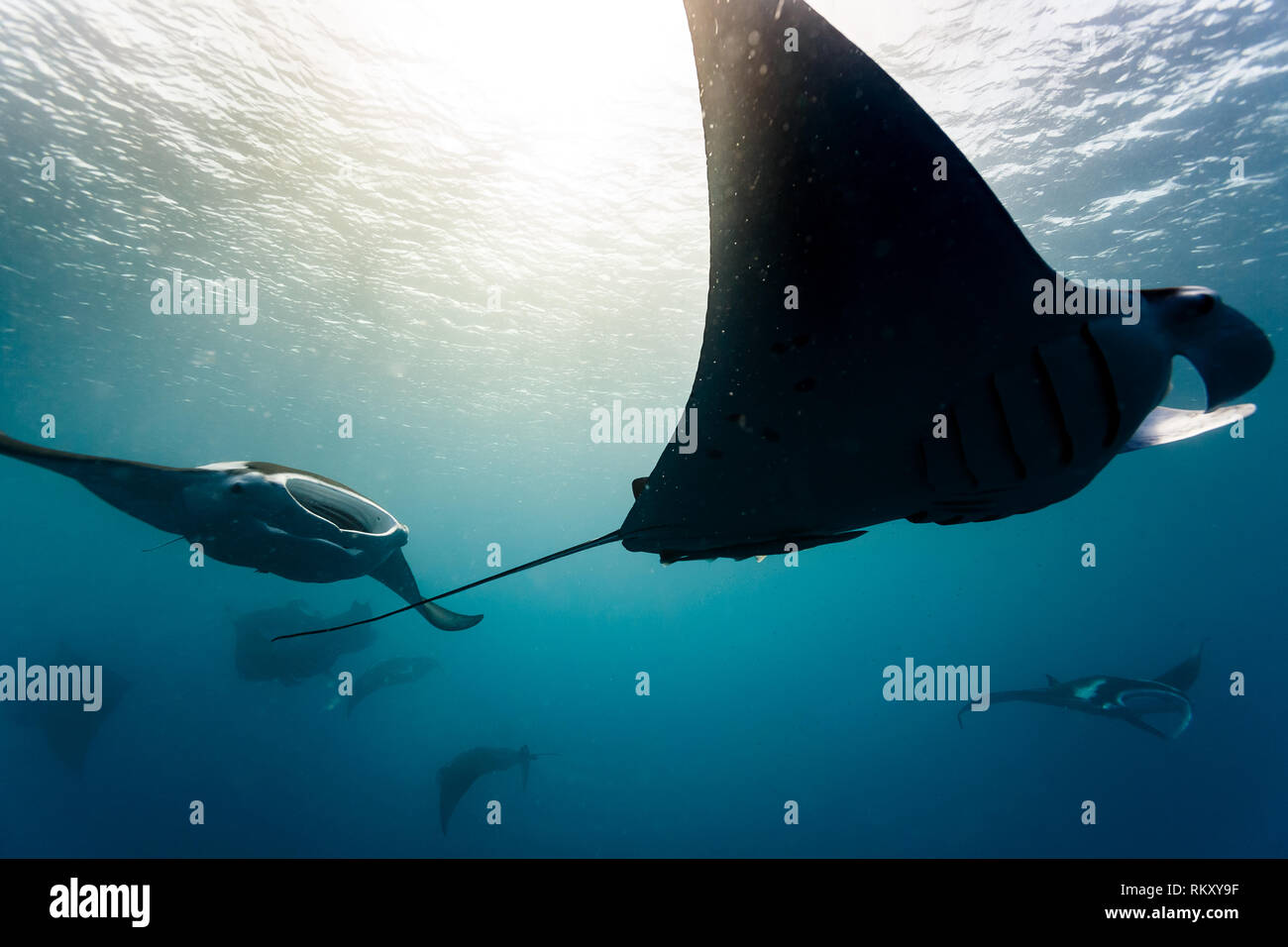 Two giant manta rays swimming hi-res stock photography and images - Alamy