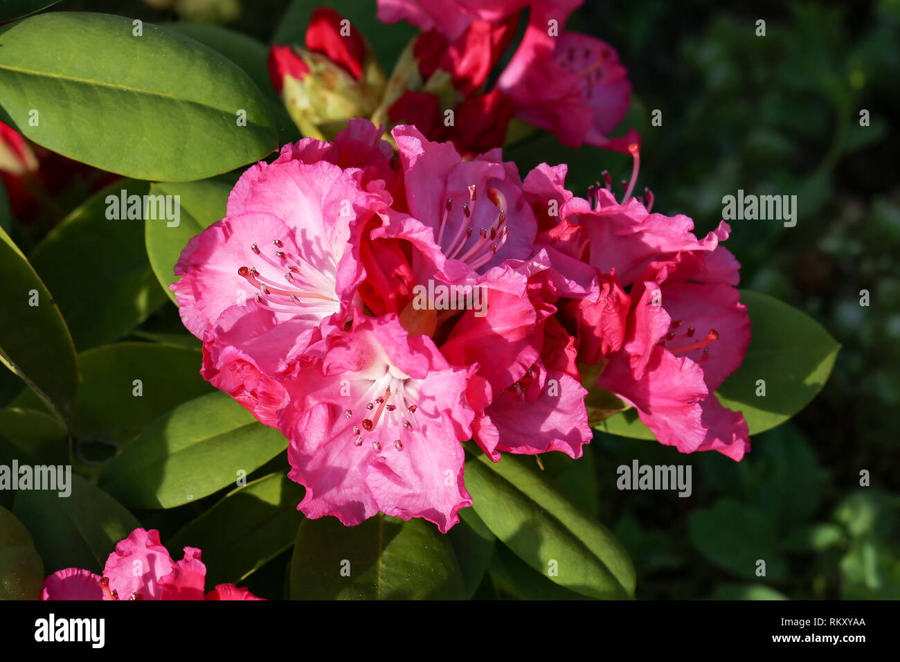 Beautiful Purple Rhododendron bloom in Flower garden Stock Photo - Alamy