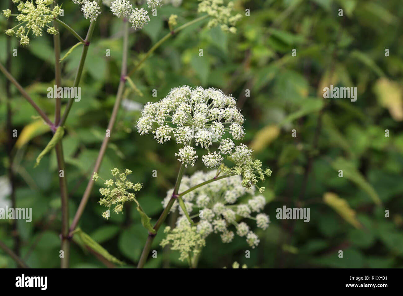 flowers and flower buds of wild carrot Stock Photo - Alamy