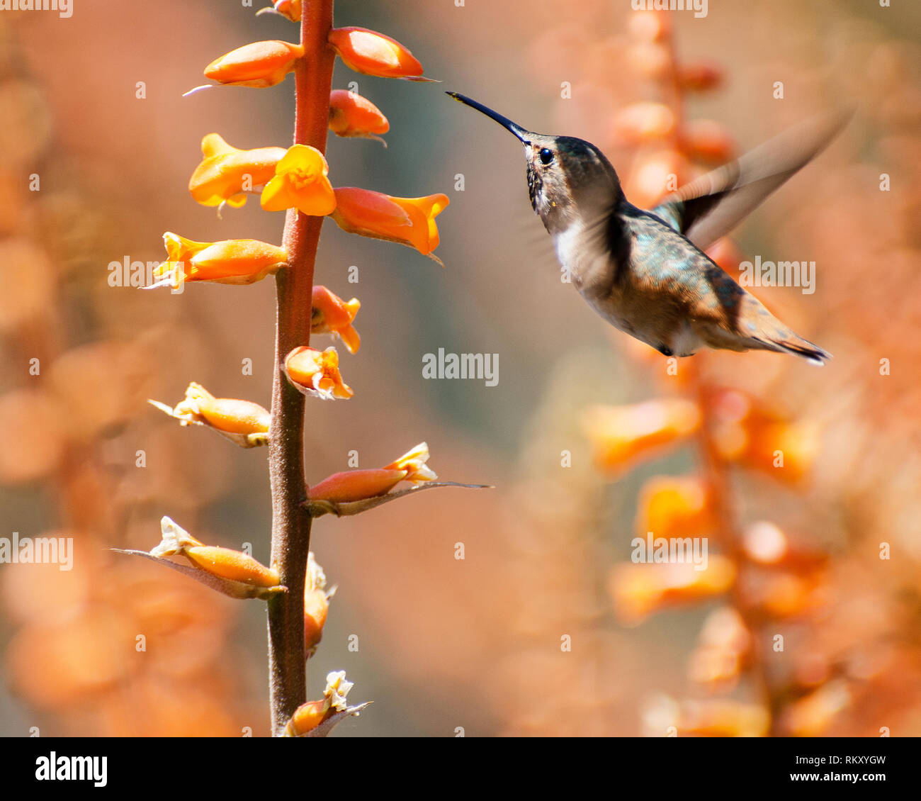 Allen’s Hummingbird (Selasphorus sasin) hovers in front of a flower ...