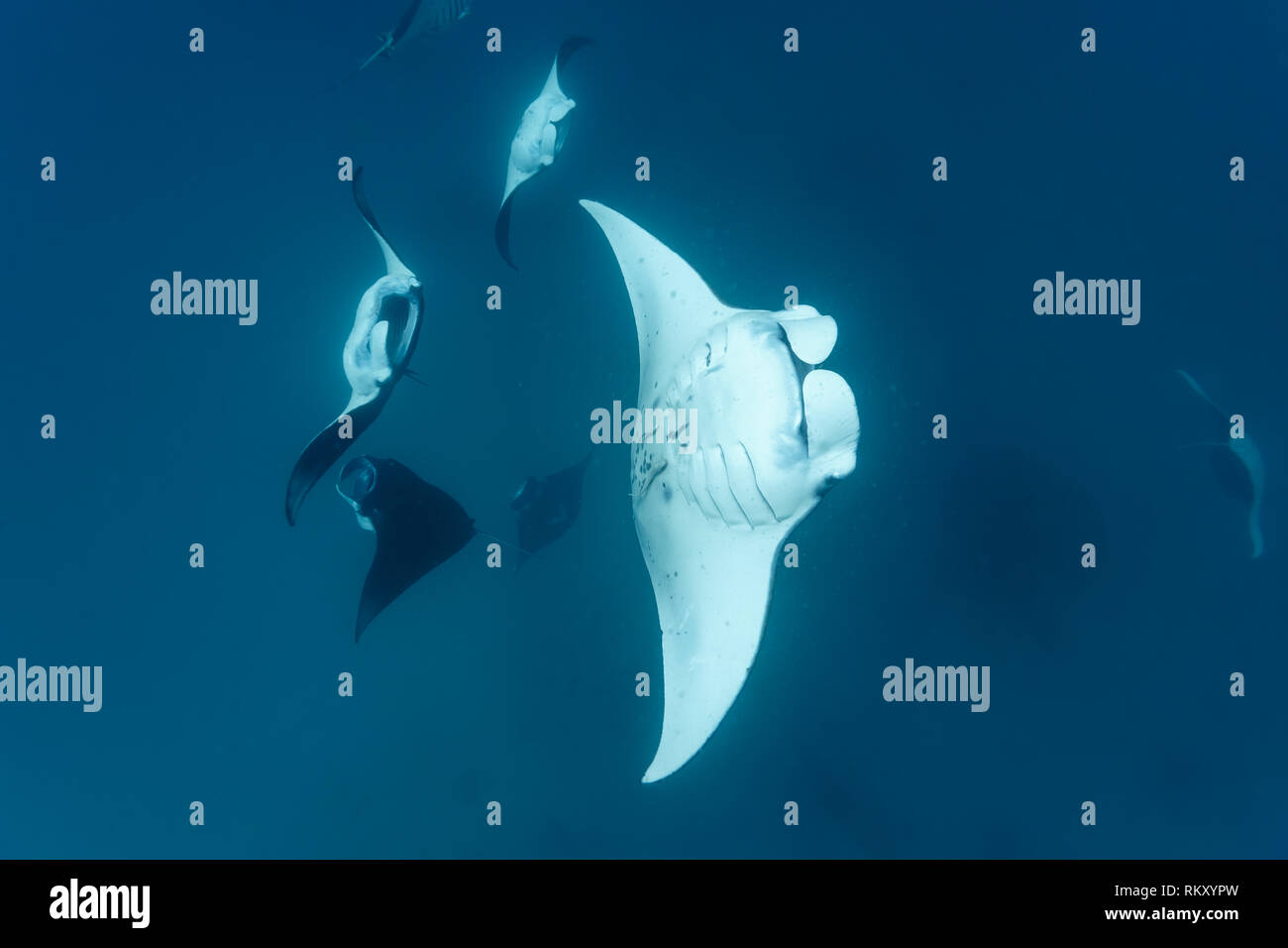 Side view of group of giant manta rays doing barrel rolls while feeding ...