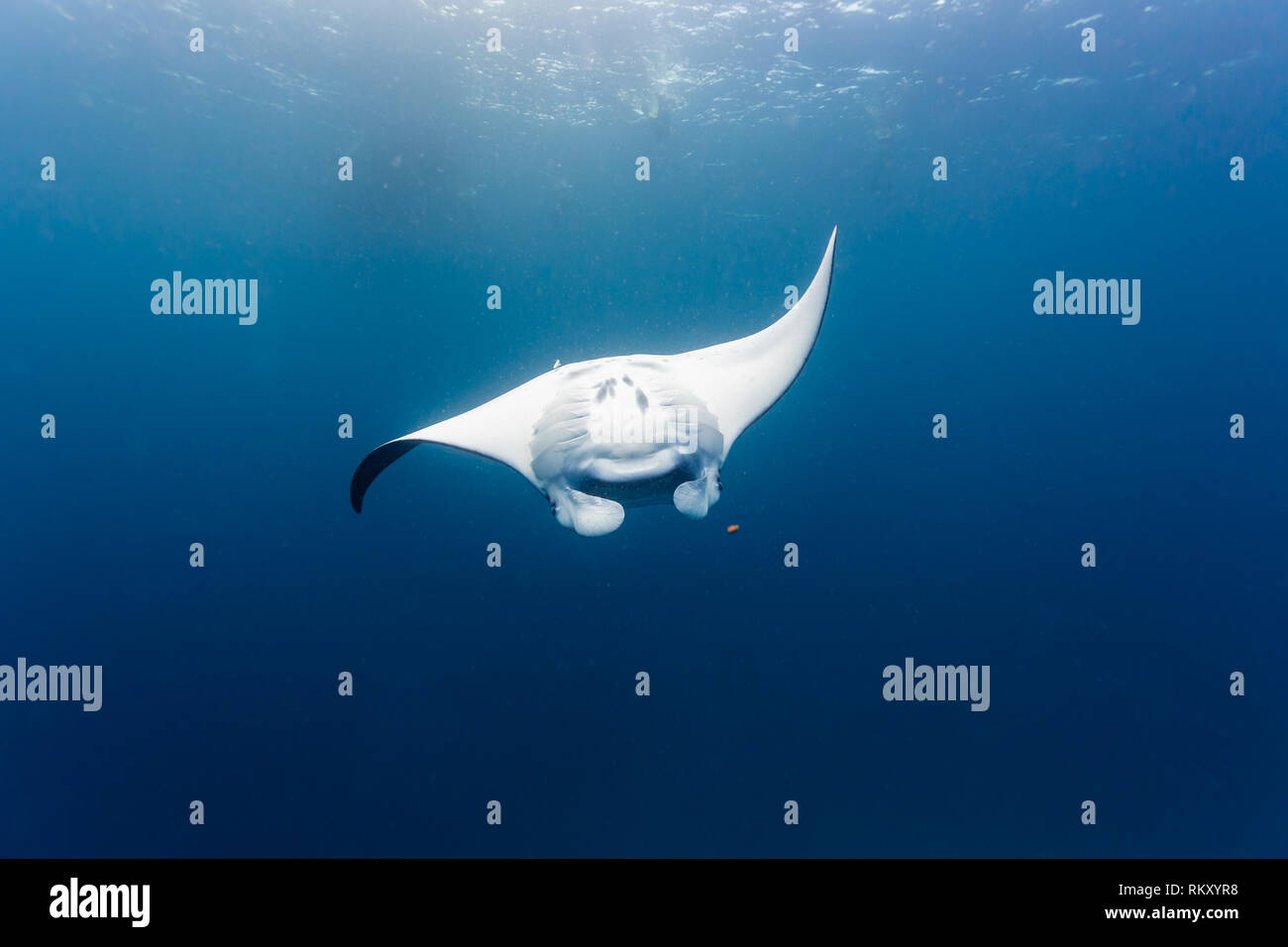 Closeup of giant manta ray belly and tail approaching the photographer ...