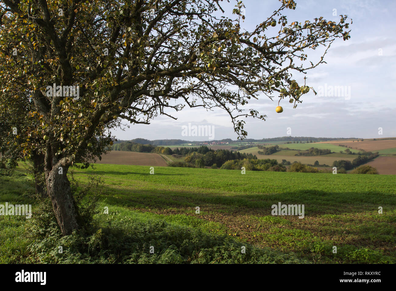 Landscape / Summer landscape with tree Stock Photo - Alamy