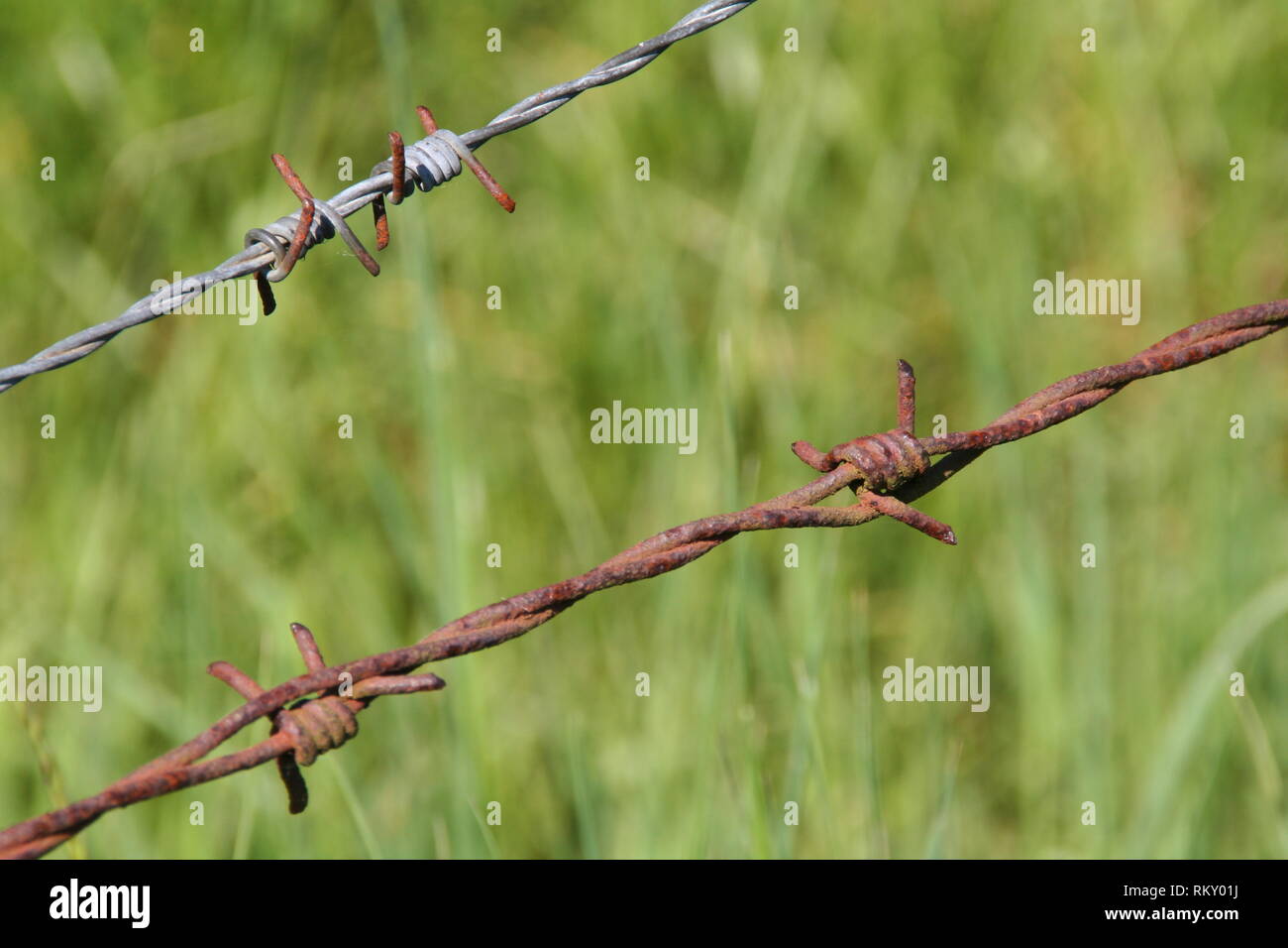 Barbed wire / rust and rusty barbed wire Stock Photo - Alamy