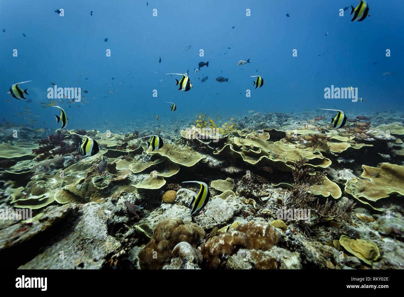 School of Moorish Idol reef fish floating lazily over reef Stock Photo ...