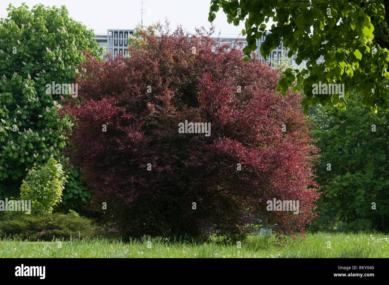 Tree in park of a city of Kaliningrad Stock Photo - Alamy