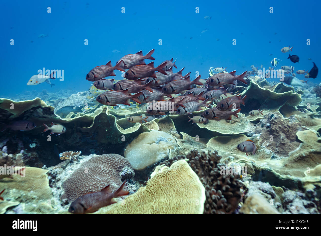 Black reef colony hi-res stock photography and images - Alamy