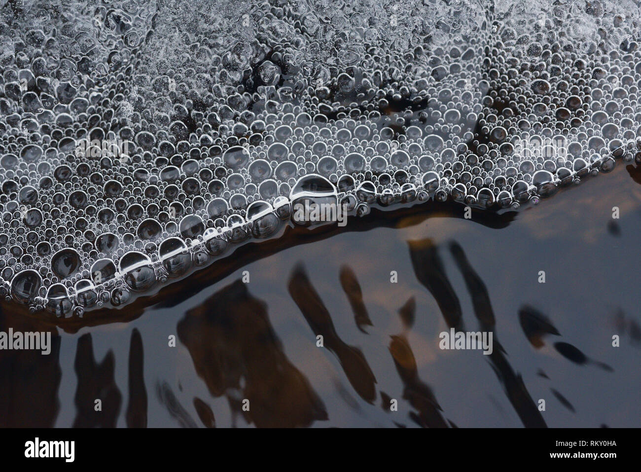 The accumulation of air bubbles under the thin crust of ice against the ...