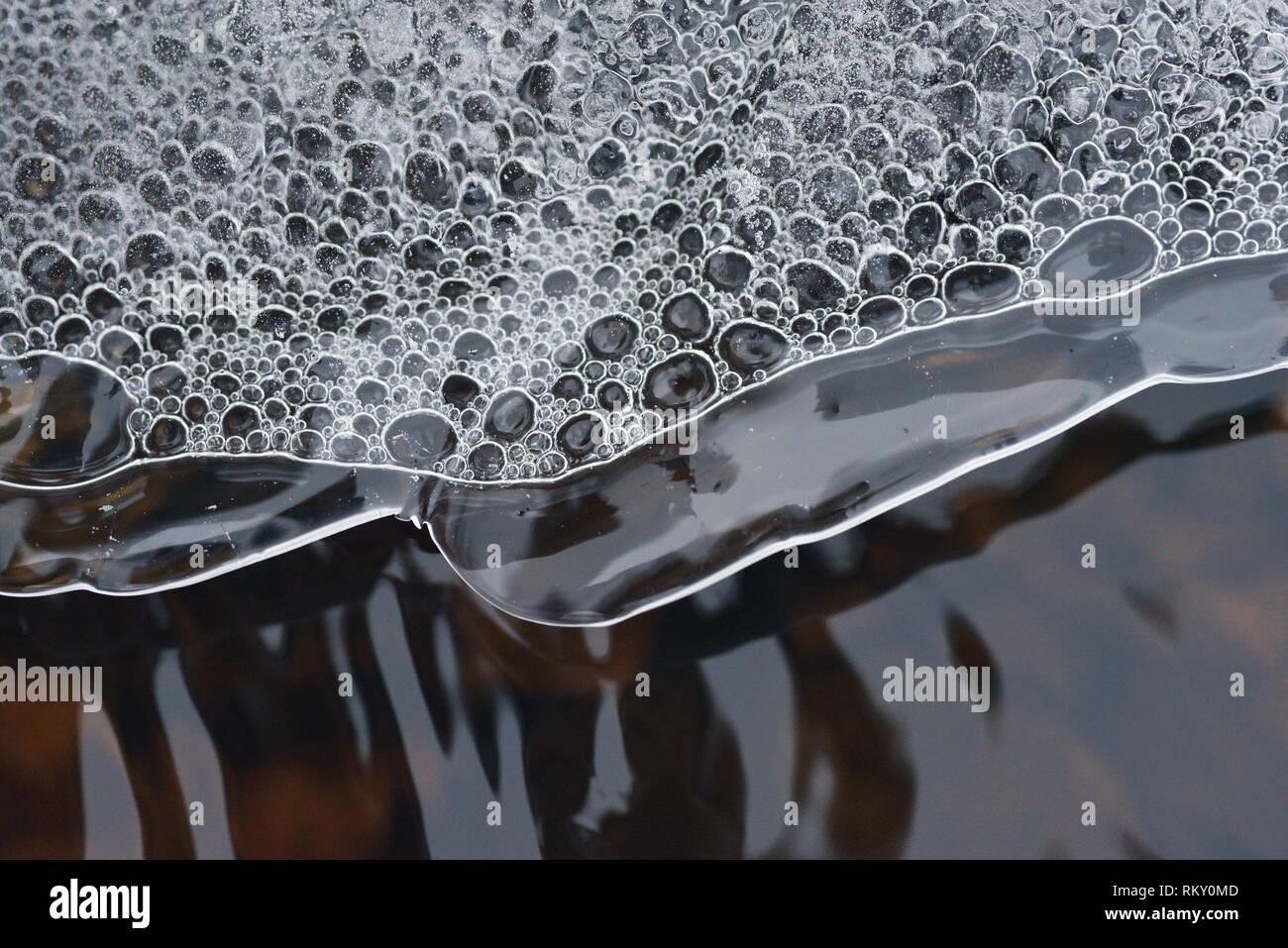 The accumulation of air bubbles under the thin crust of ice against the ...