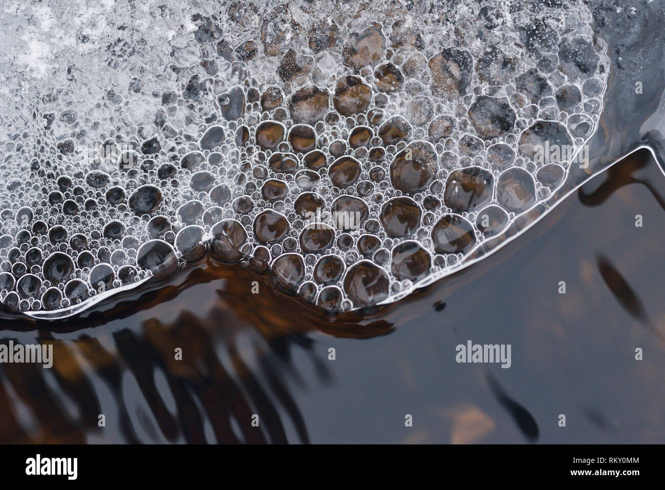 The accumulation of air bubbles under the thin crust of ice against the ...