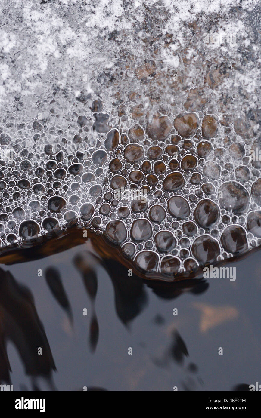 The accumulation of air bubbles under the thin crust of ice against the ...