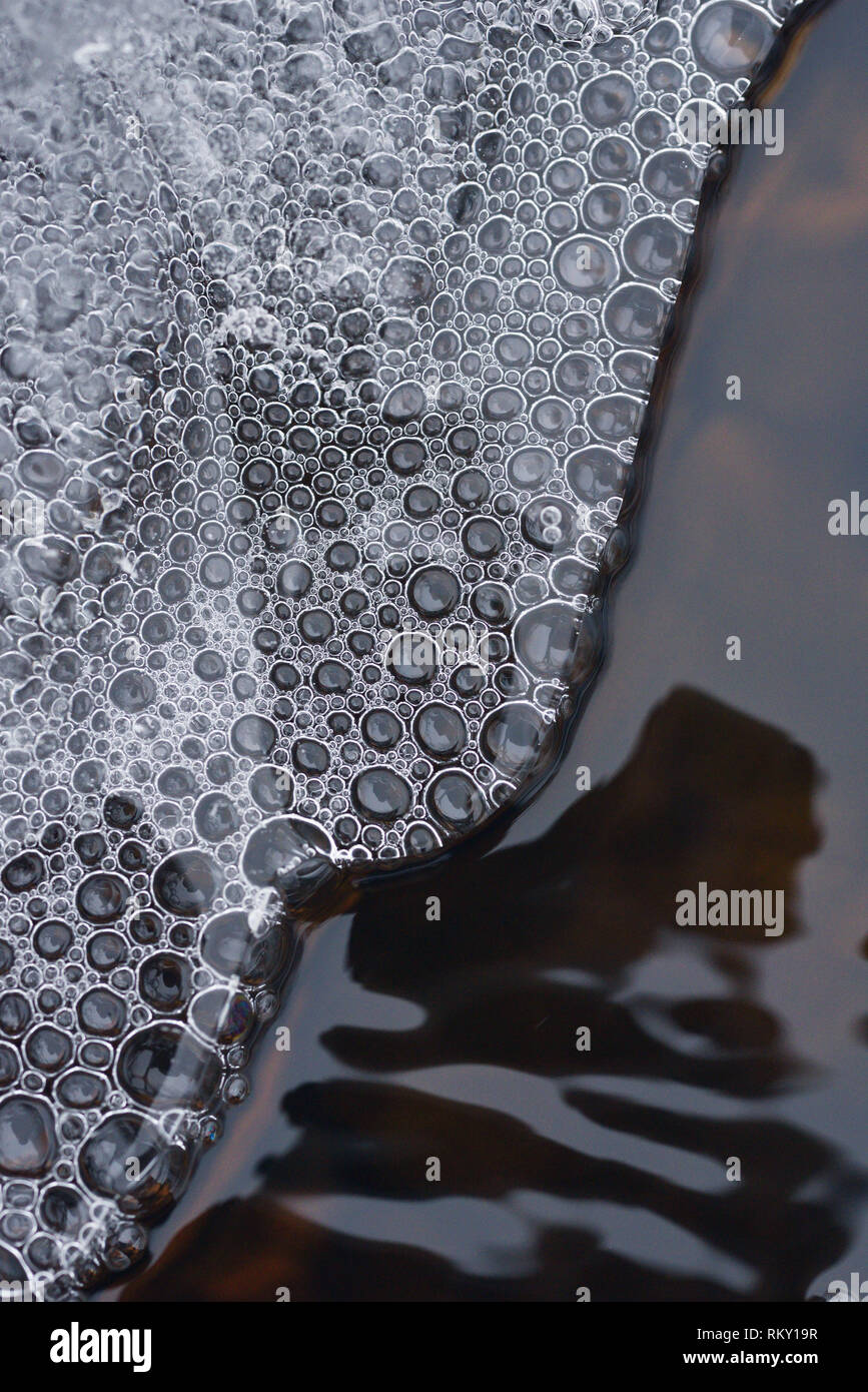 The accumulation of air bubbles under the thin crust of ice against the ...