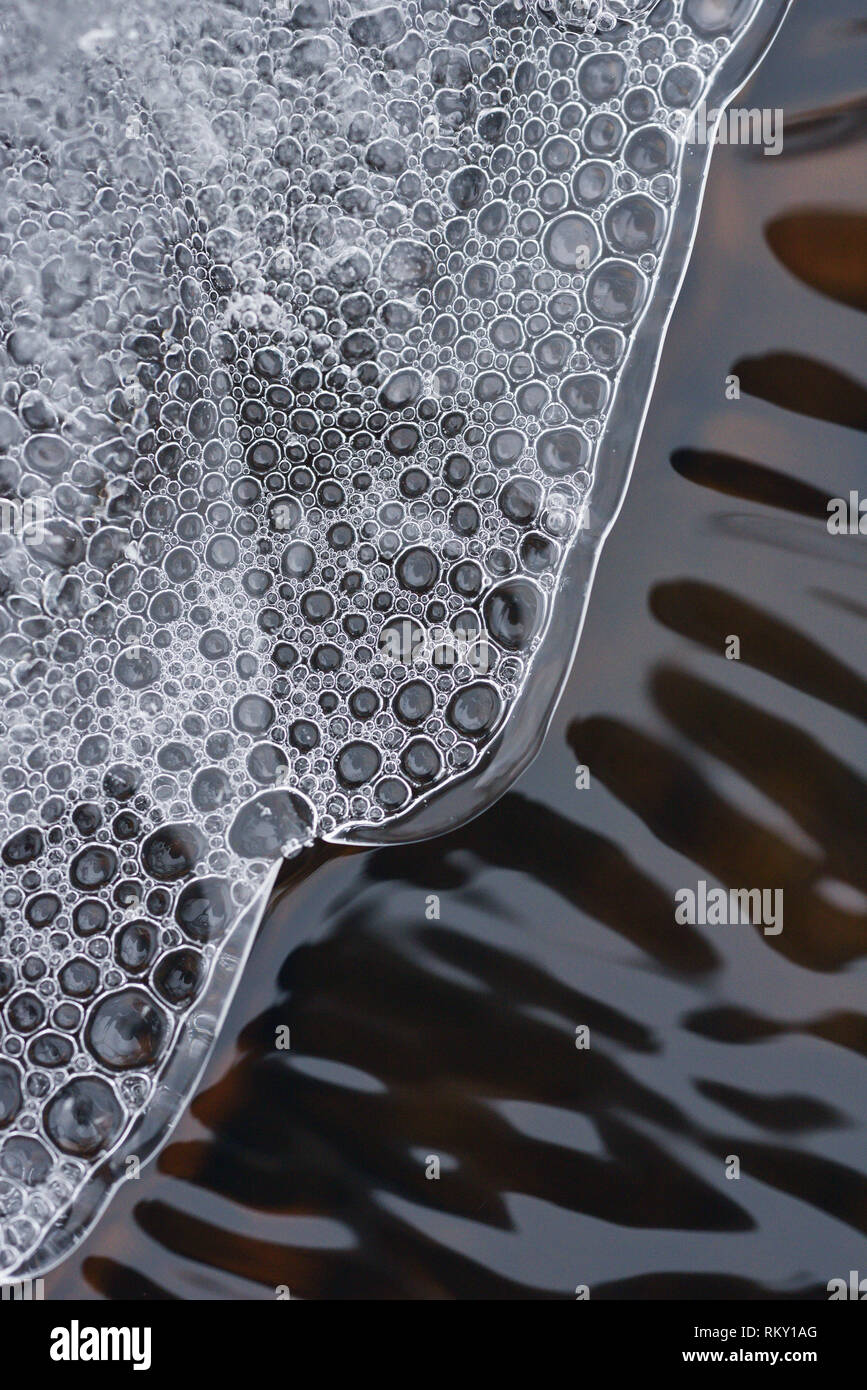 The accumulation of air bubbles under the thin crust of ice against the ...