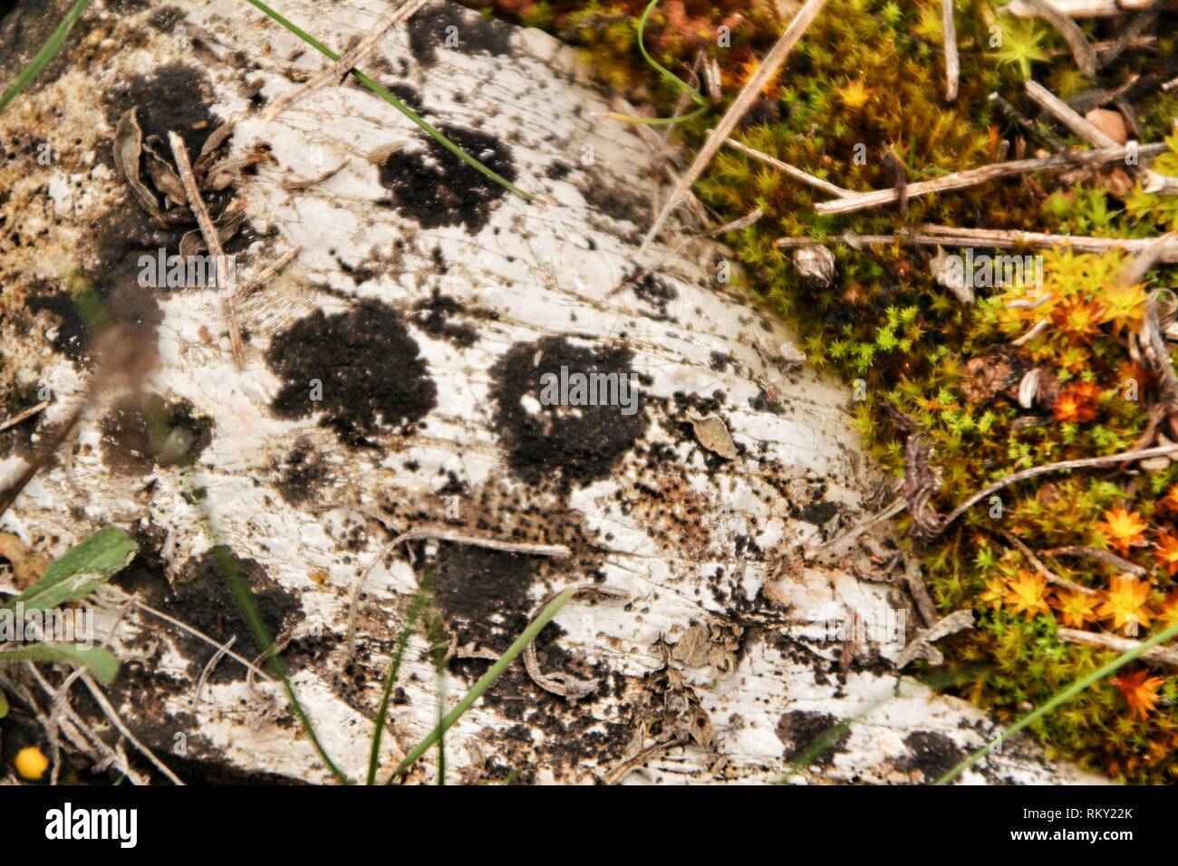 Colorful texture of moss on gray stone in the forest Stock Photo - Alamy