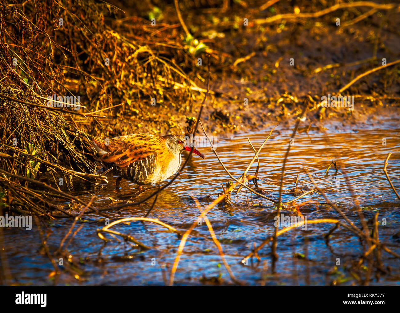 The water rail (Rallus aquaticus) is a bird of the rail family which ...